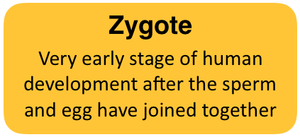 Zygote Diagram