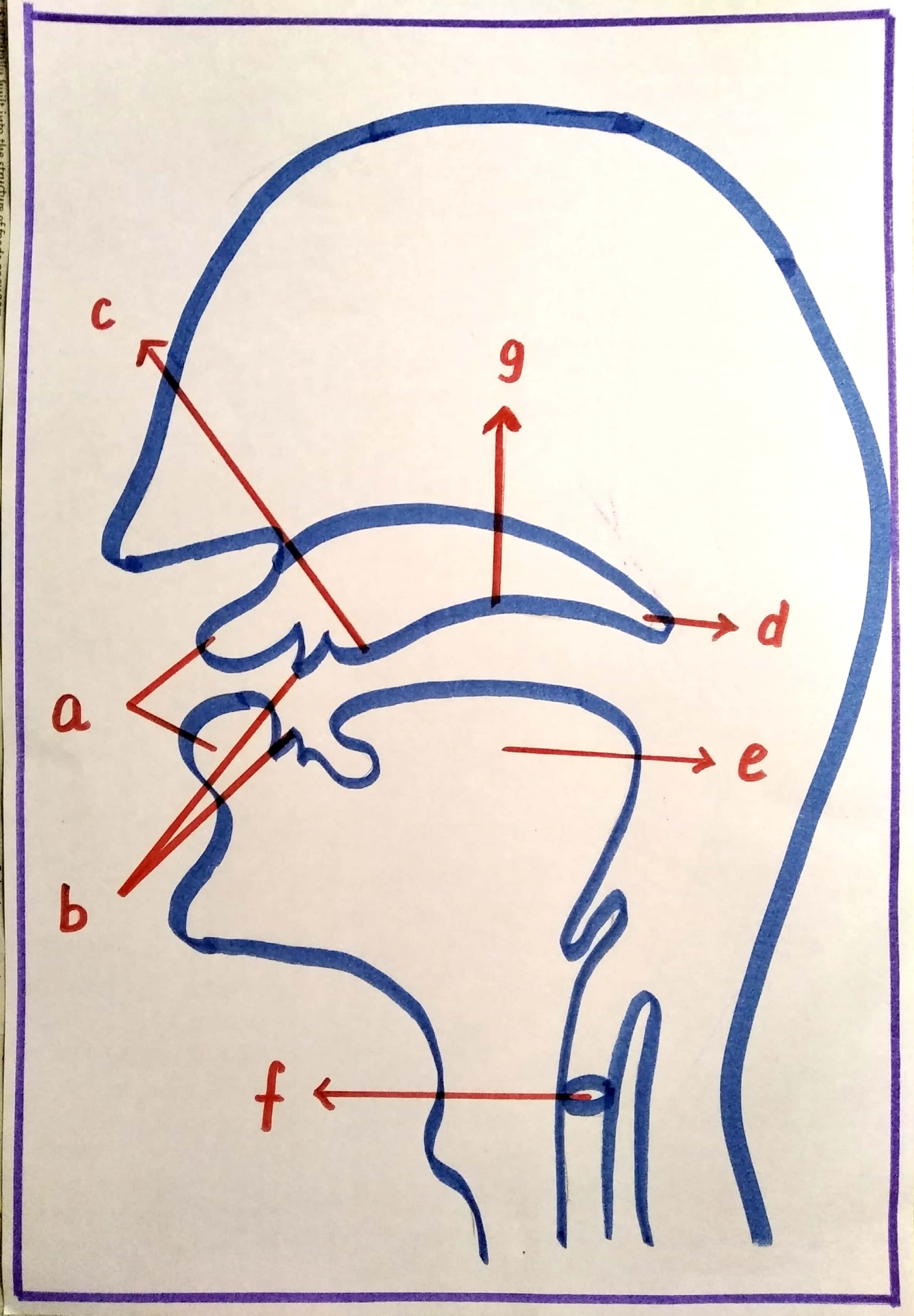 Diagram Of Speech Organs