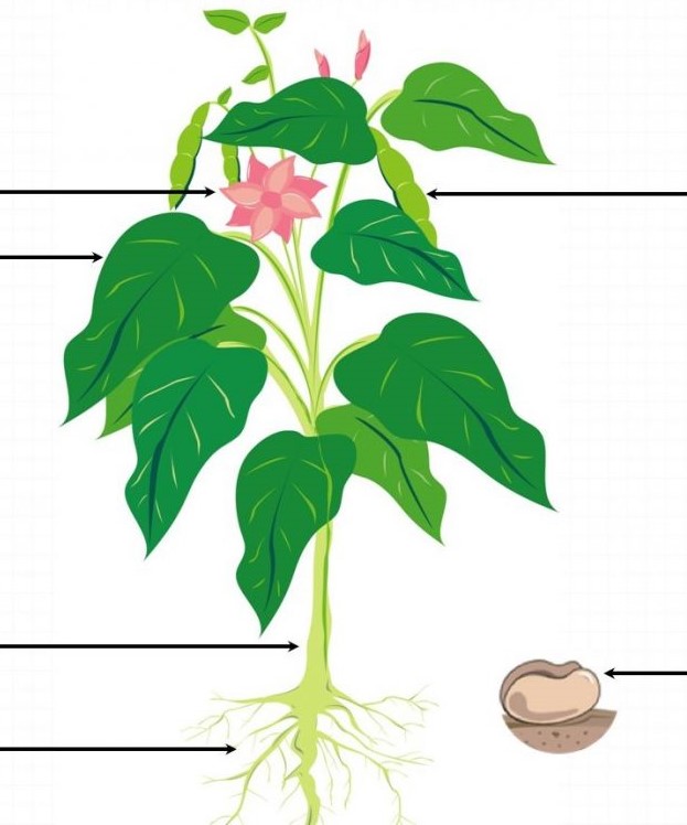 Cartoons Of Parts Of A Plant Plant Parts And Needs Clipart {Flower